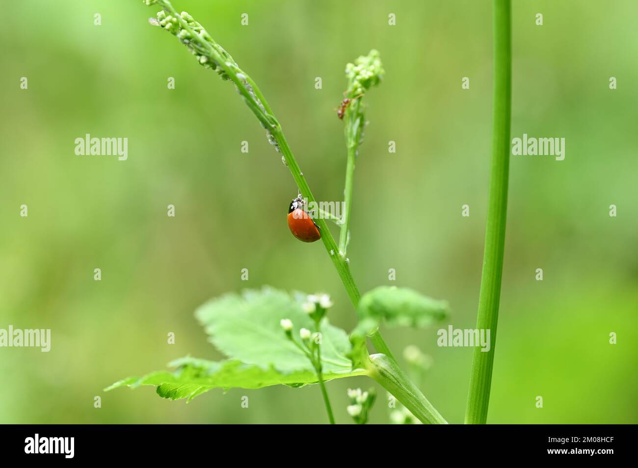 Garden red bugs and lady insect hi-res stock photography and images - Alamy