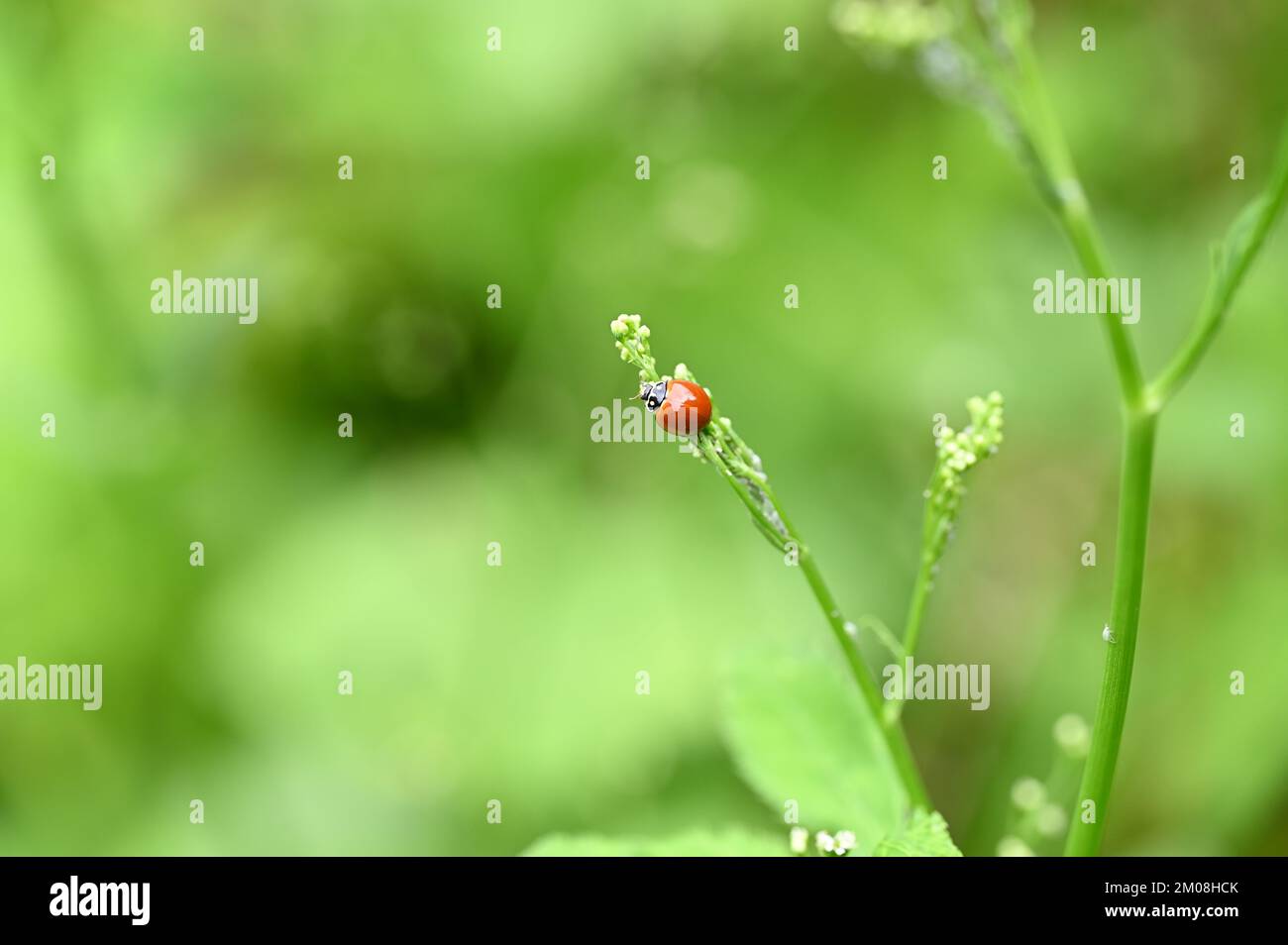 Macro insect on plant hi-res stock photography and images - Alamy