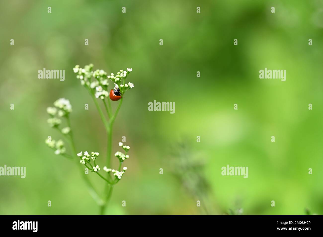 Garden red bugs and lady insect hi-res stock photography and images - Alamy