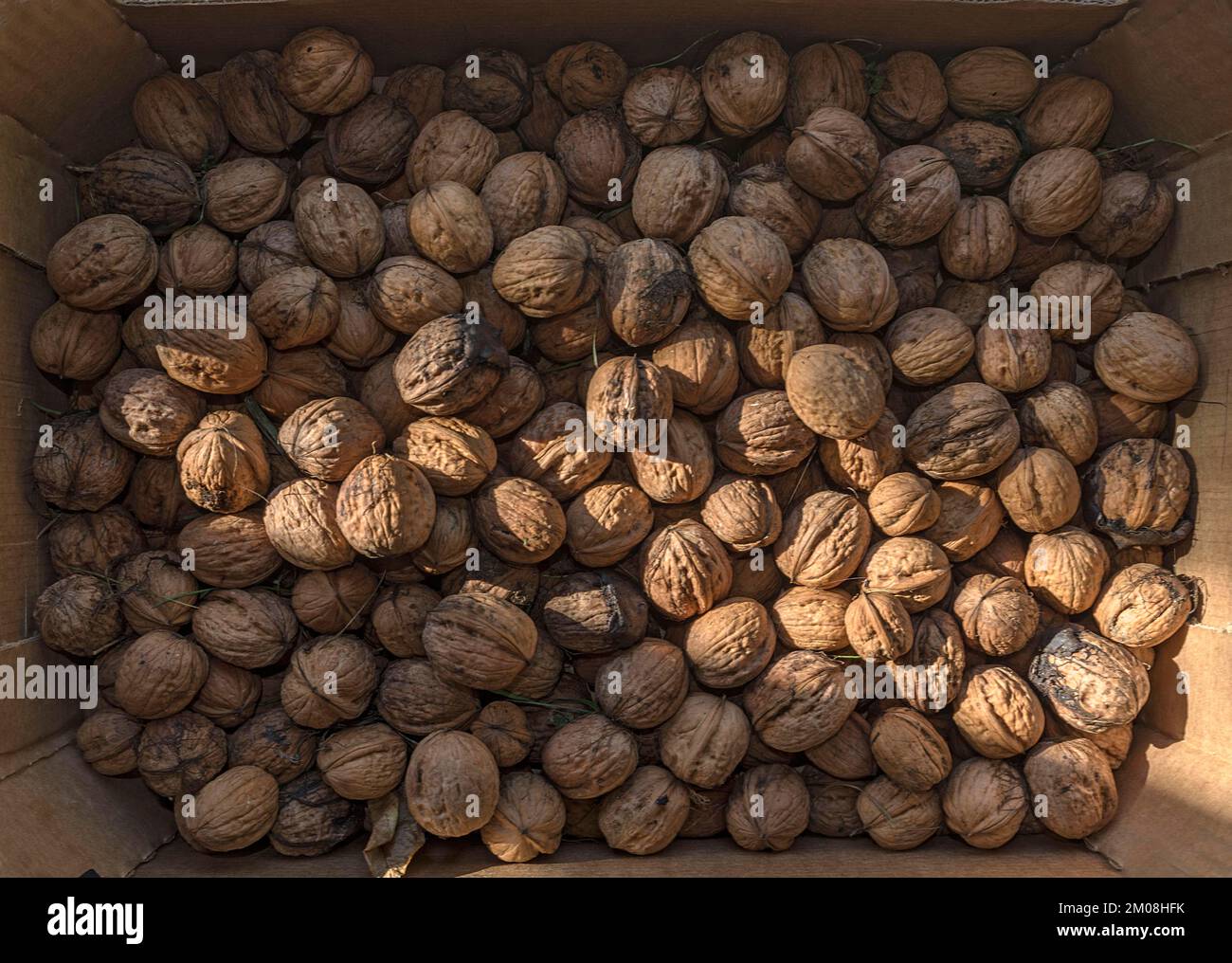 Fresh persian walnuts (Juglans regia), in a carton, Bavaria, Germany ...