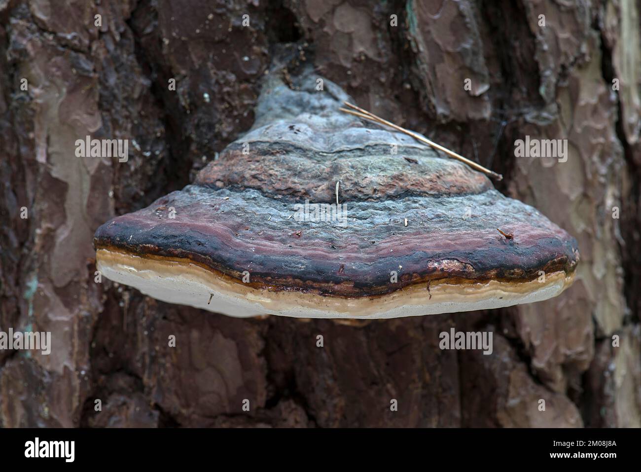 Red-edged red banded polypore (Fomitopsis pinicola), Franconia, Bavaria ...