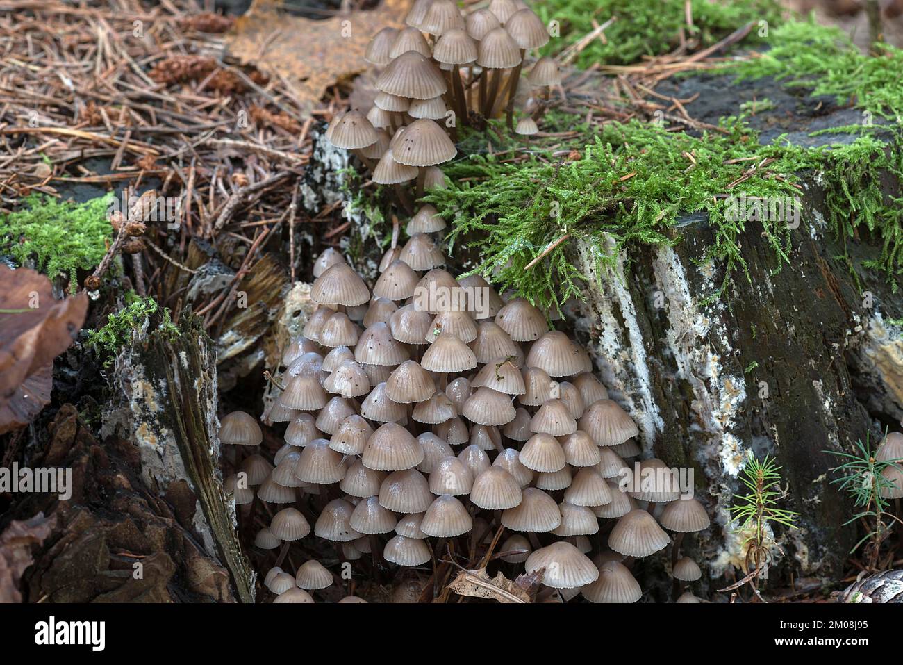 Bonnets (Mycena) in moss, mixed forest, Fanken, Bavaria, Germany ...