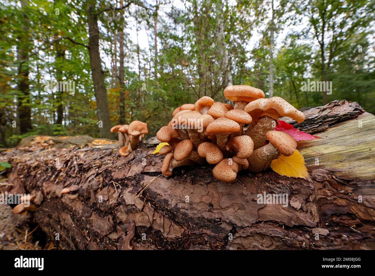 Common Hallimasch, also golden yellow or honey yellow Hallimasch ...