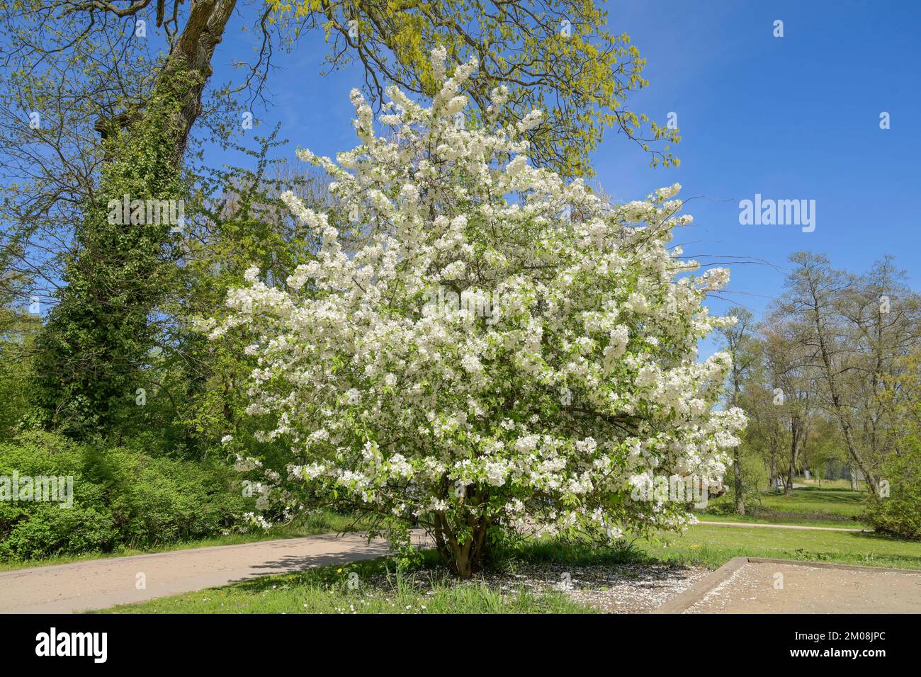 Blühender Strauch im Kurpark, Bad Bevensen, Niedersachsen, Deutschland ...