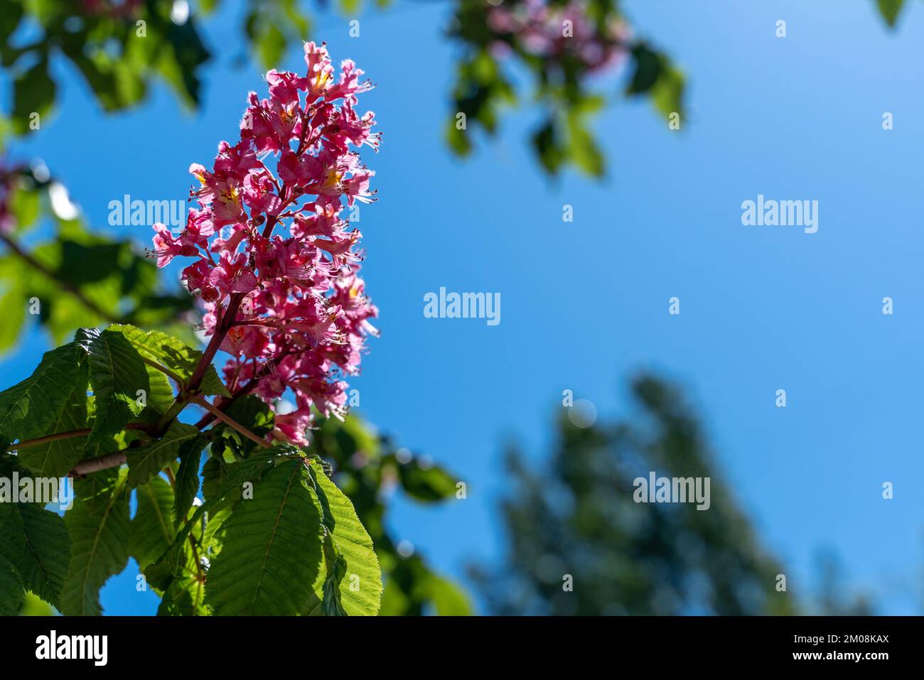 Aesculus red chestnut flowers, flowering horse chestnut red flowers ...