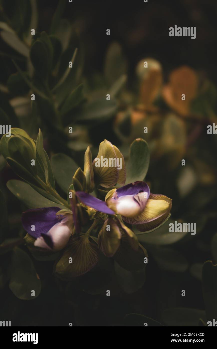 Polygala myrtifolia polygalaceae hi-res stock photography and images ...