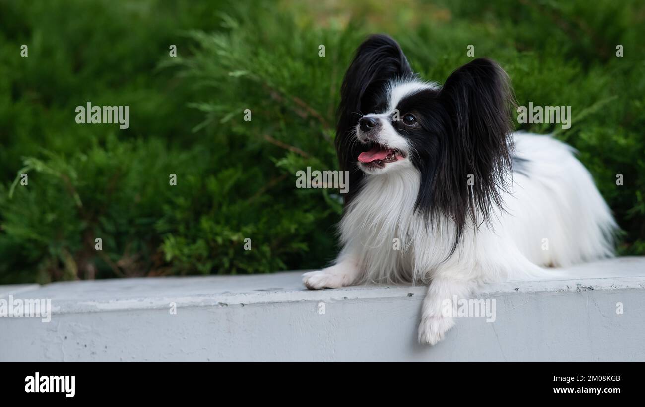 Papilion dog outdoors. Portrait of a black and white continental ...