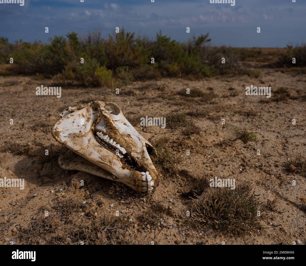 Animal skull on dirt hi-res stock photography and images - Alamy