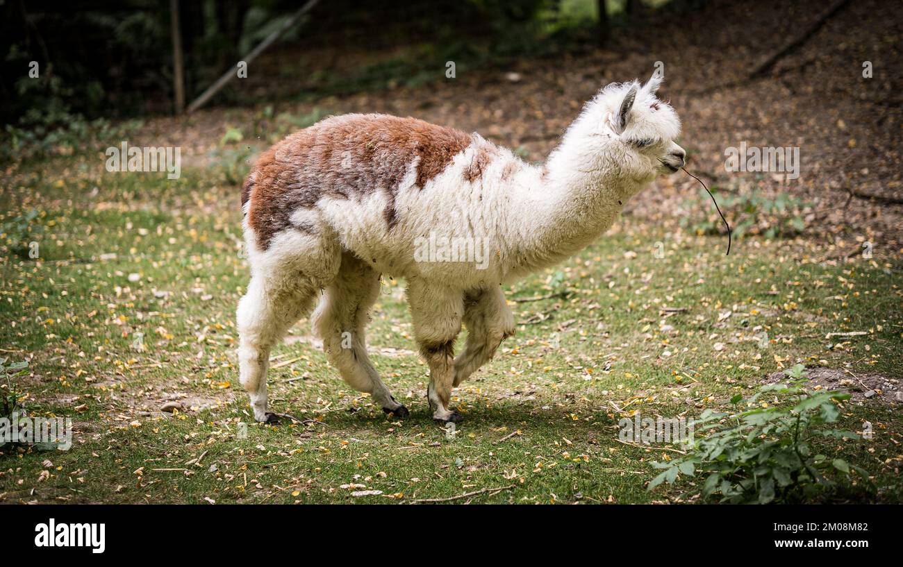 A white and brown furry alpaca (Lama pacos) walking in the park ...