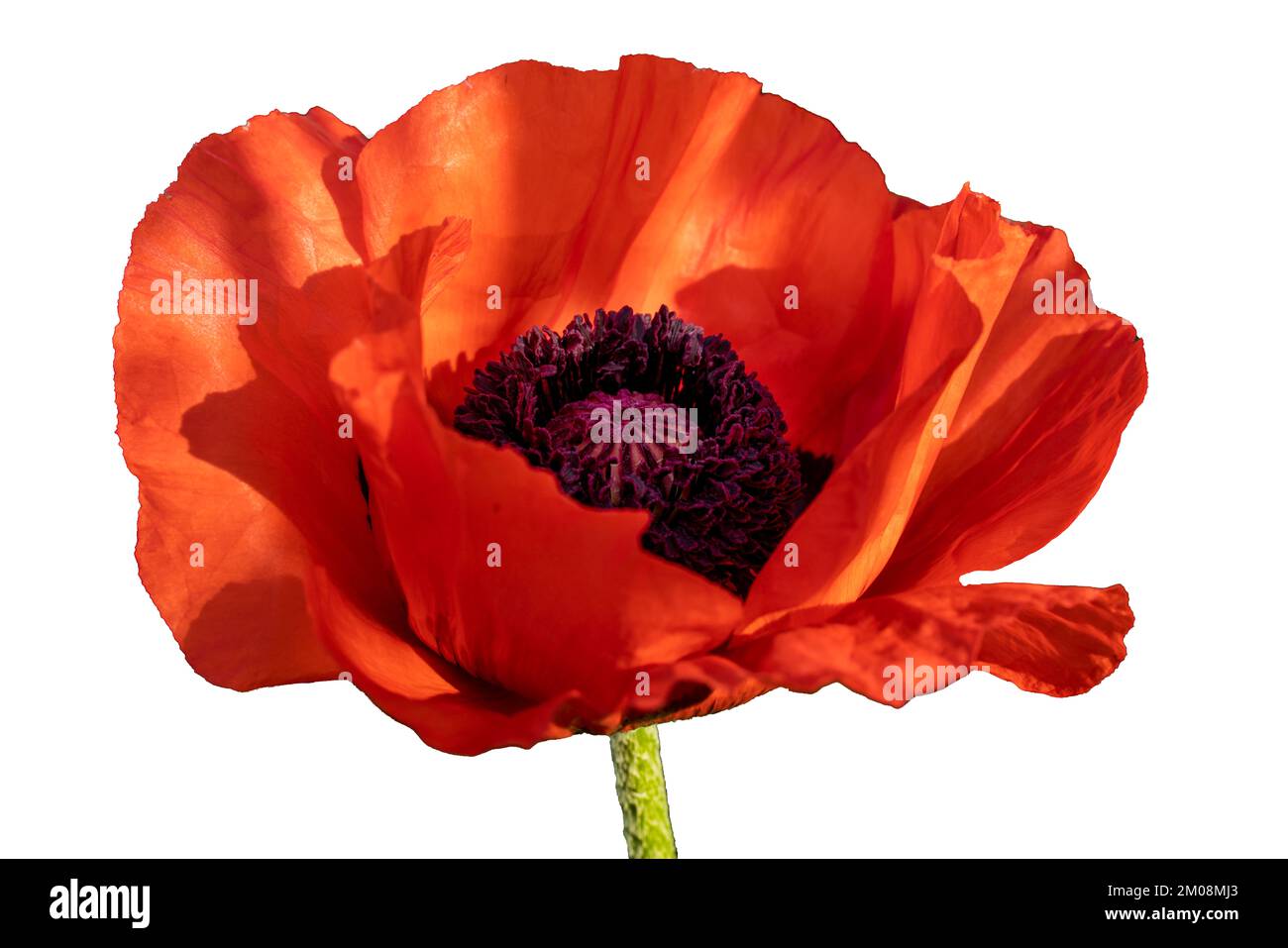 Poppy red flower isolated on a white background. Isolate inflorescence ...