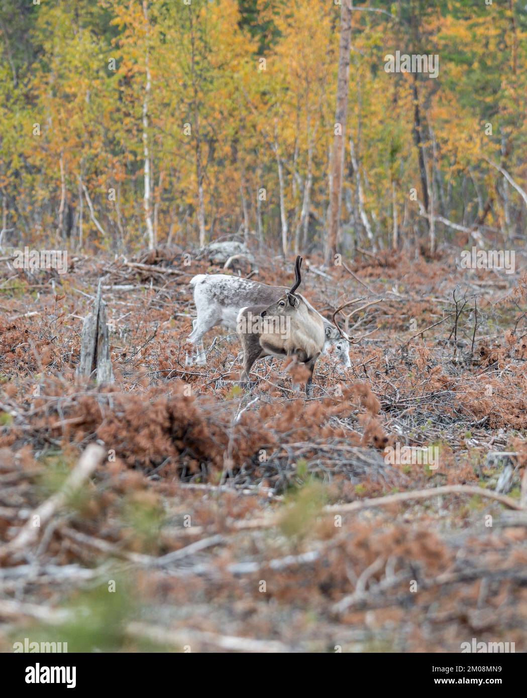 Reindeer Rangifer tarandus Herd and young calf spotted in northern part ...