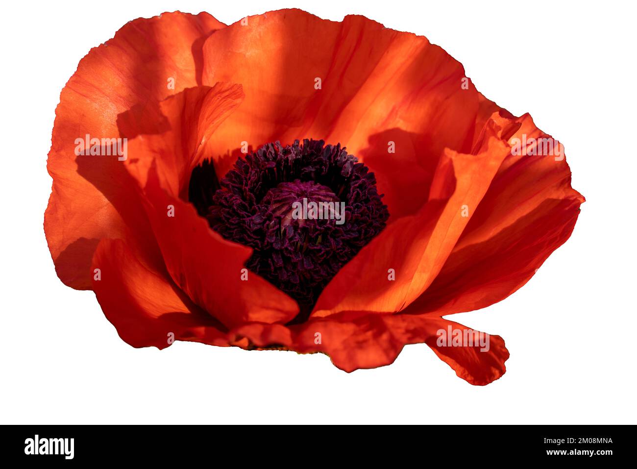 Poppy red flower isolated on a white background. Isolate inflorescence ...