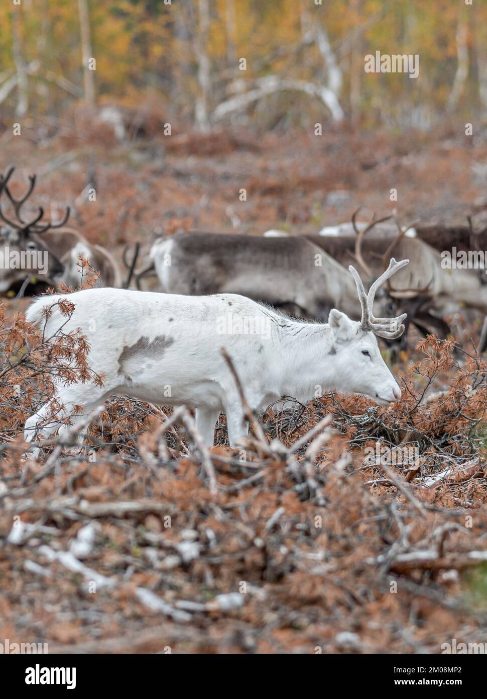 Reindeer Rangifer tarandus Herd and young calf spotted in northern part ...