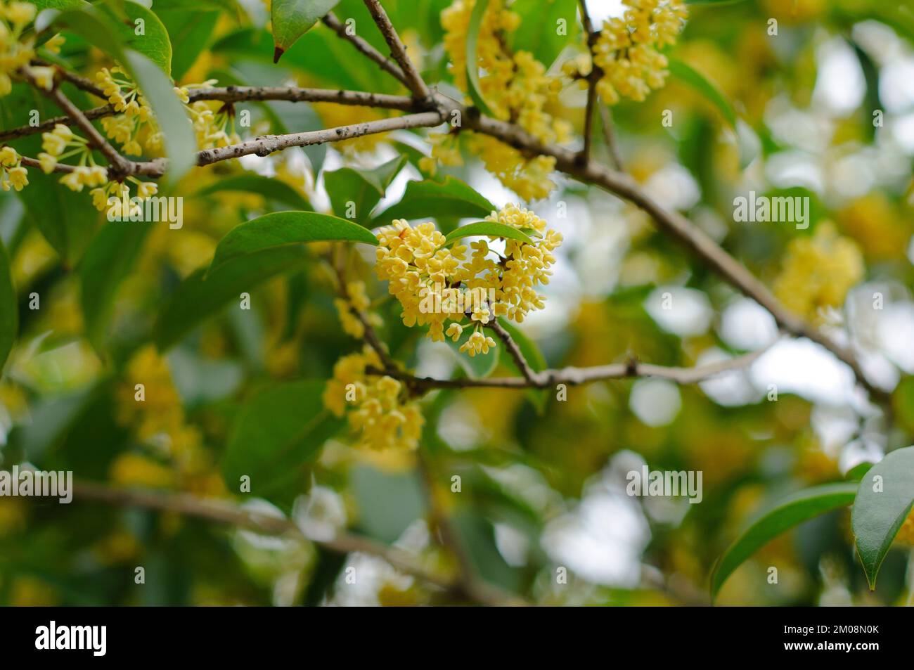 Osmanthus tree hi-res stock photography and images - Alamy