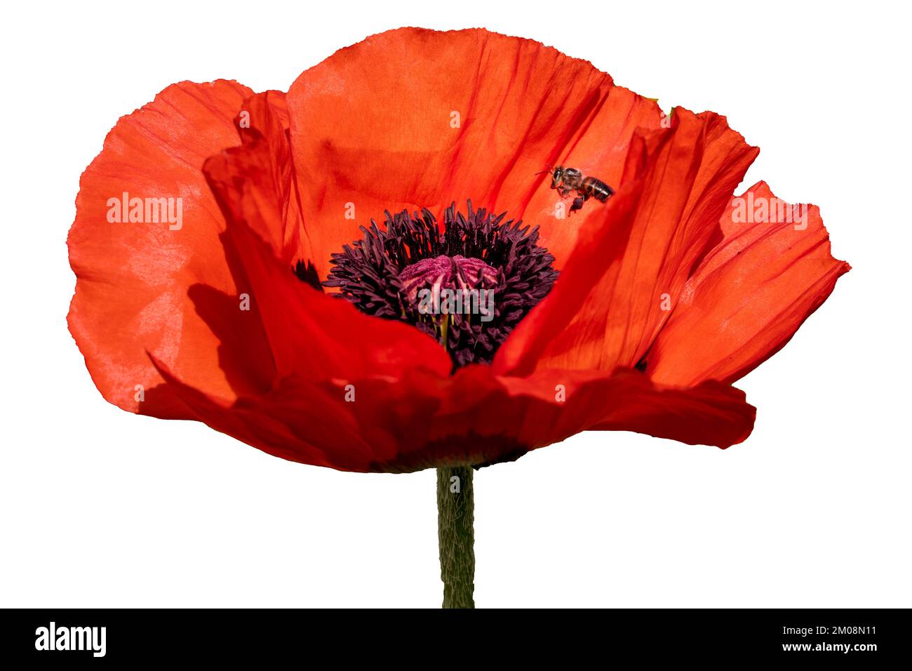 Poppy red flower isolated on a white background. Isolate inflorescence ...