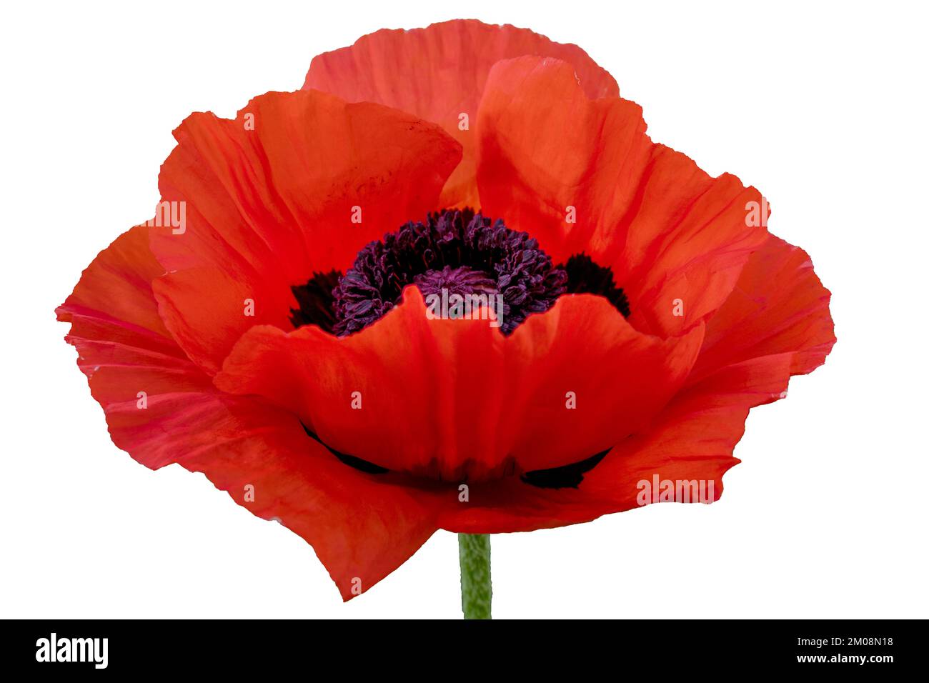 Poppy red flower isolated on a white background. Isolate inflorescence ...
