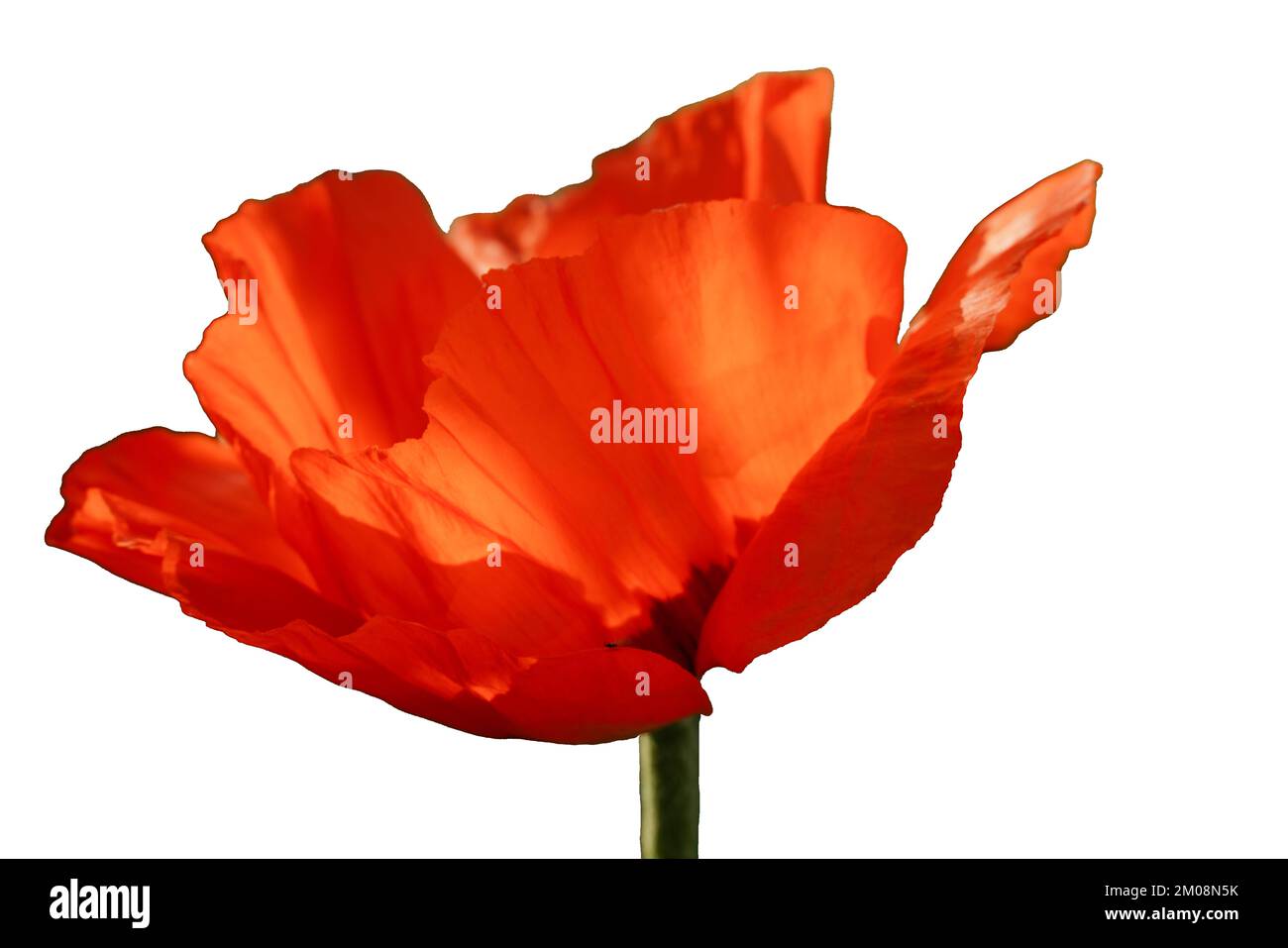 Poppy red flower isolated on a white background. Isolate inflorescence ...