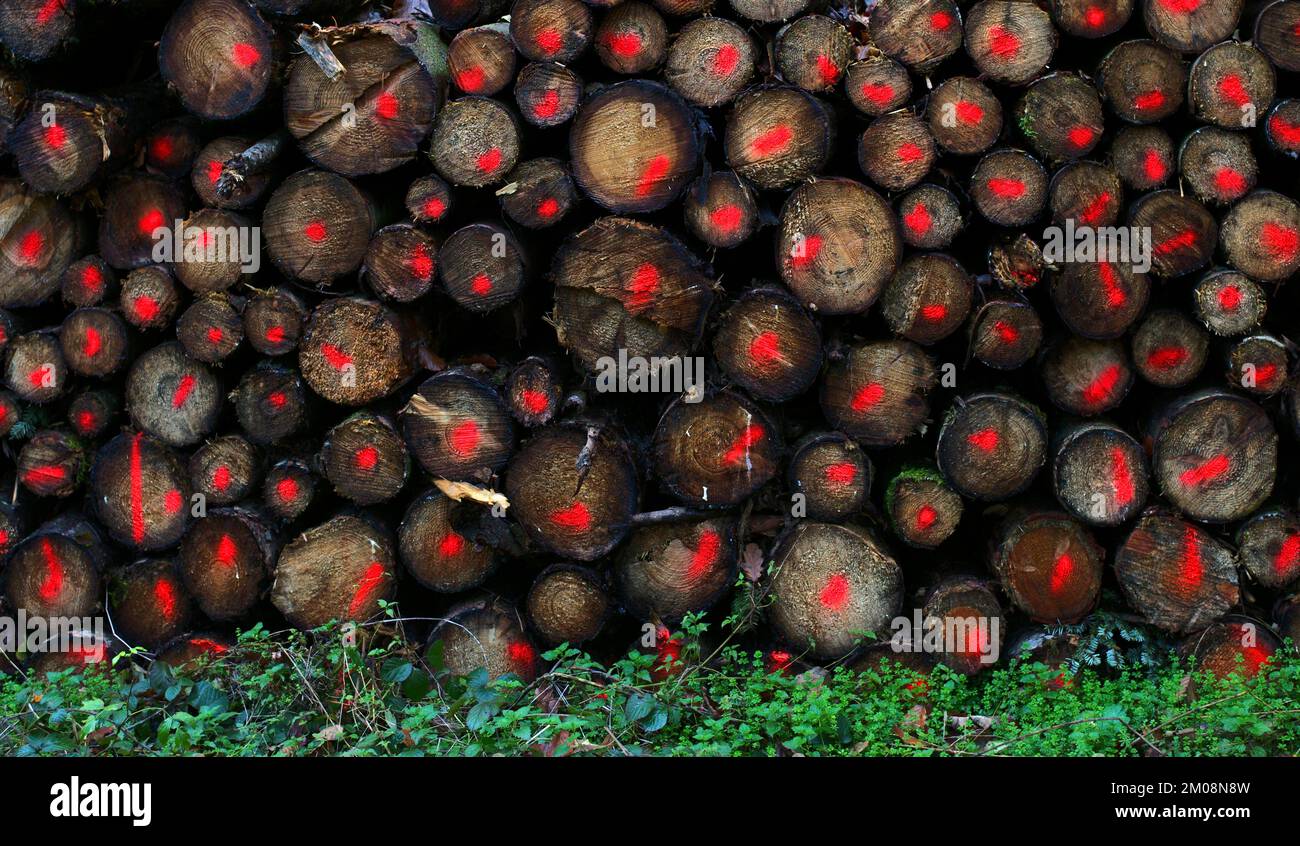 Felled forest hi-res stock photography and images - Alamy