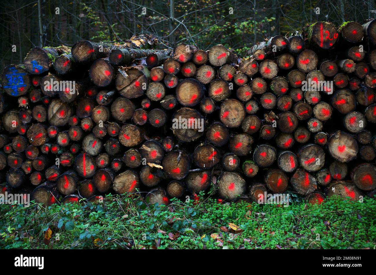 Woodcutting hi-res stock photography and images - Alamy