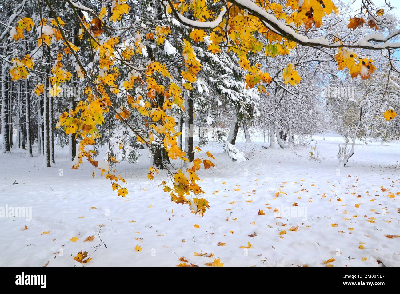 The maple tree branches with golden foliage in the snowy park Stock ...