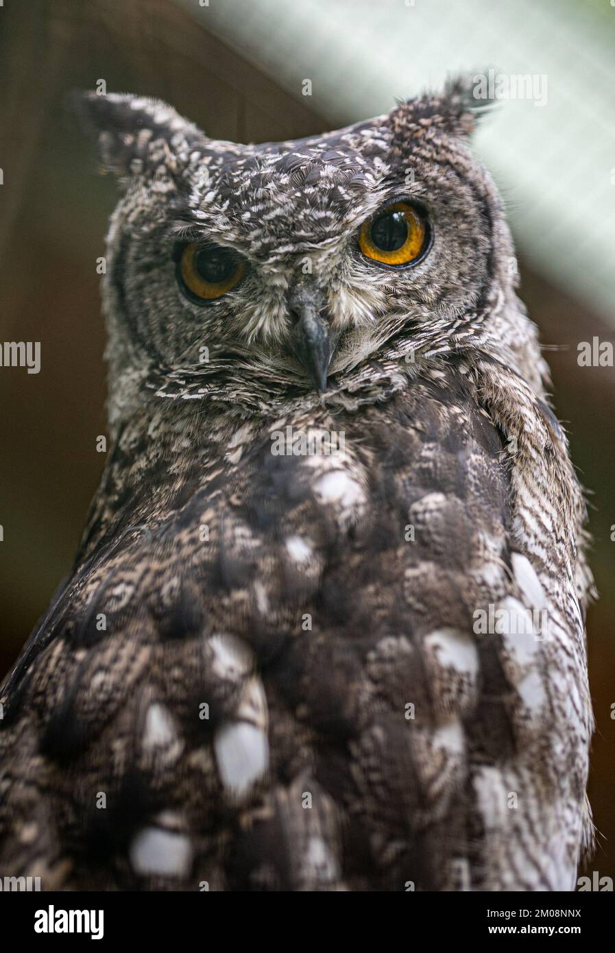 A vertical shot of the spotted black and white eagle owl (Bubo africanus) with a blurry ...