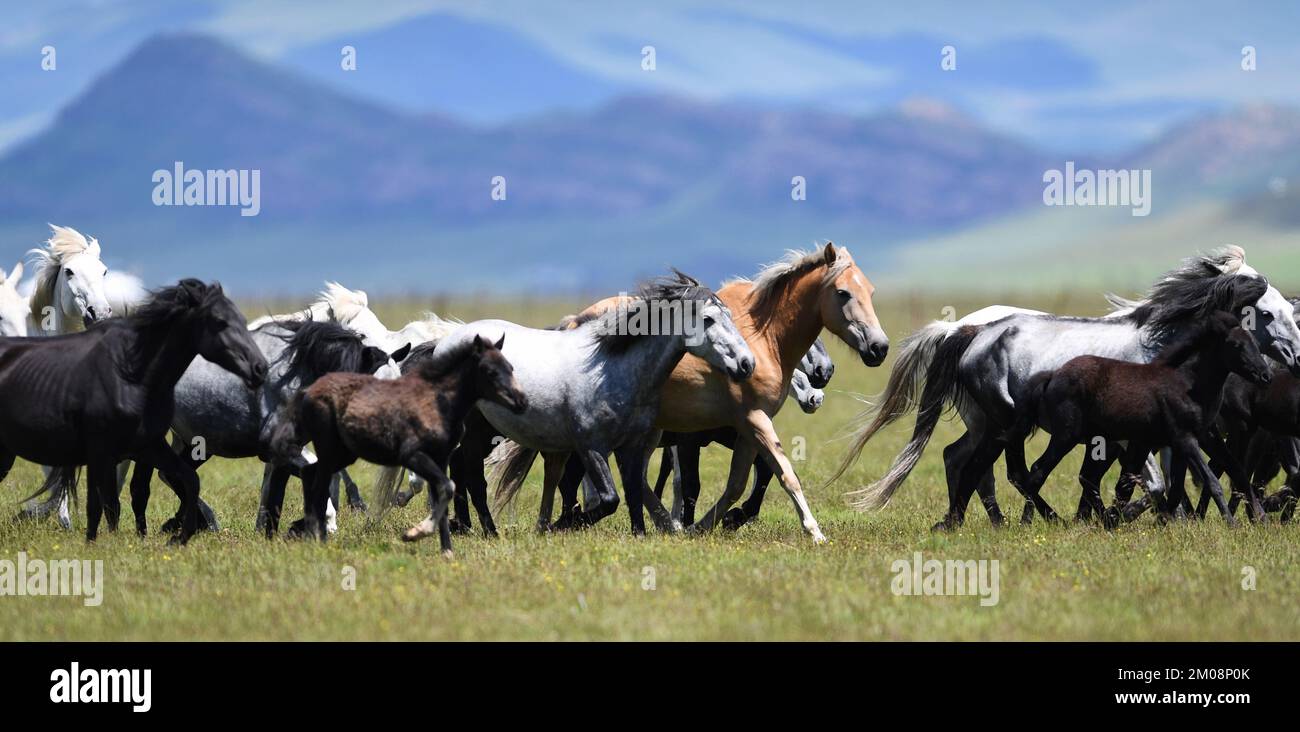 Horses on the grasslands of the tibetan plateau hi-res stock ...
