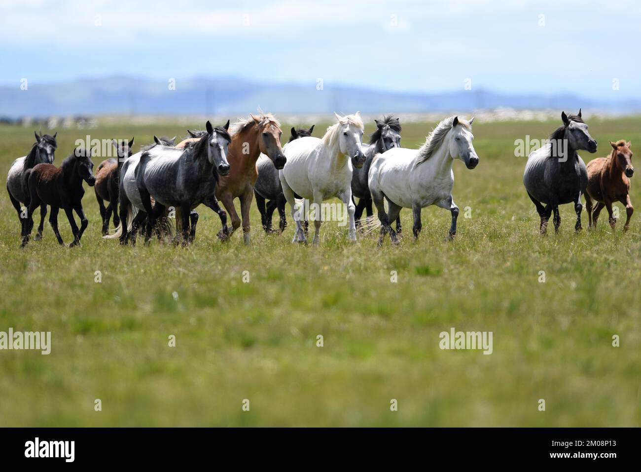 Horses on the grasslands of the tibetan plateau hi-res stock ...