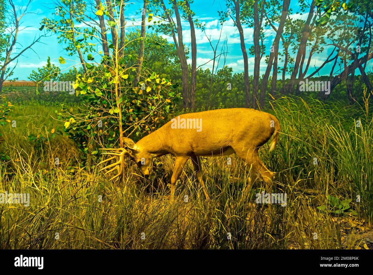 Denver Museum Of Nature And Science Dioramas
