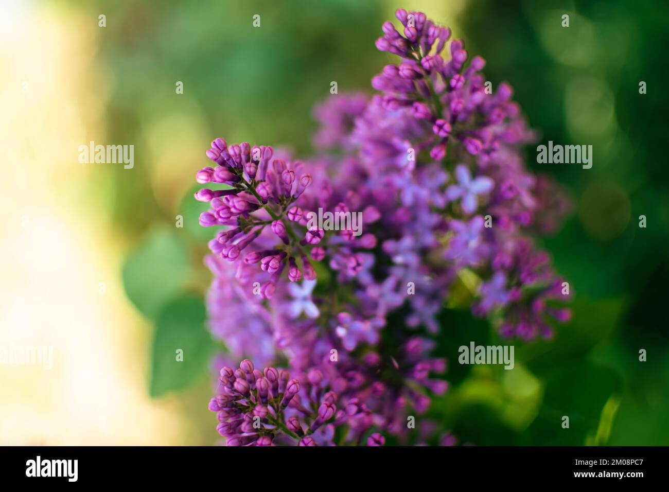 Beautiful purple lilac at sprintime on a blurry background, syringa ...