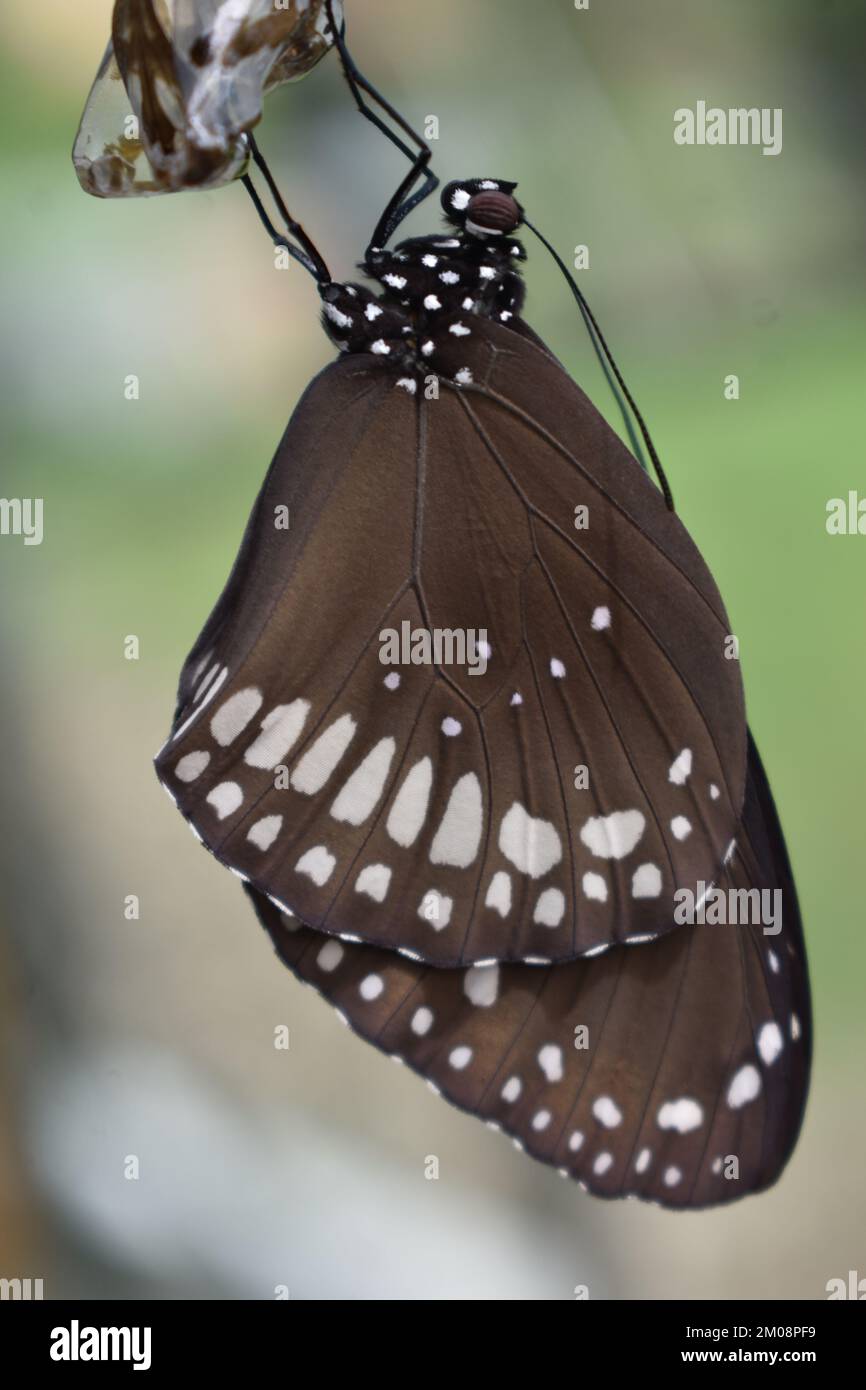 The sleep of a butterfly Stock Photo - Alamy