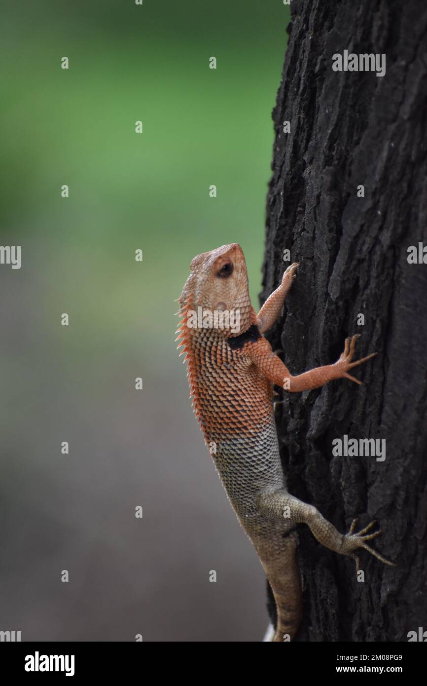 The textures and colors of the Indian Chameleon Stock Photo - Alamy