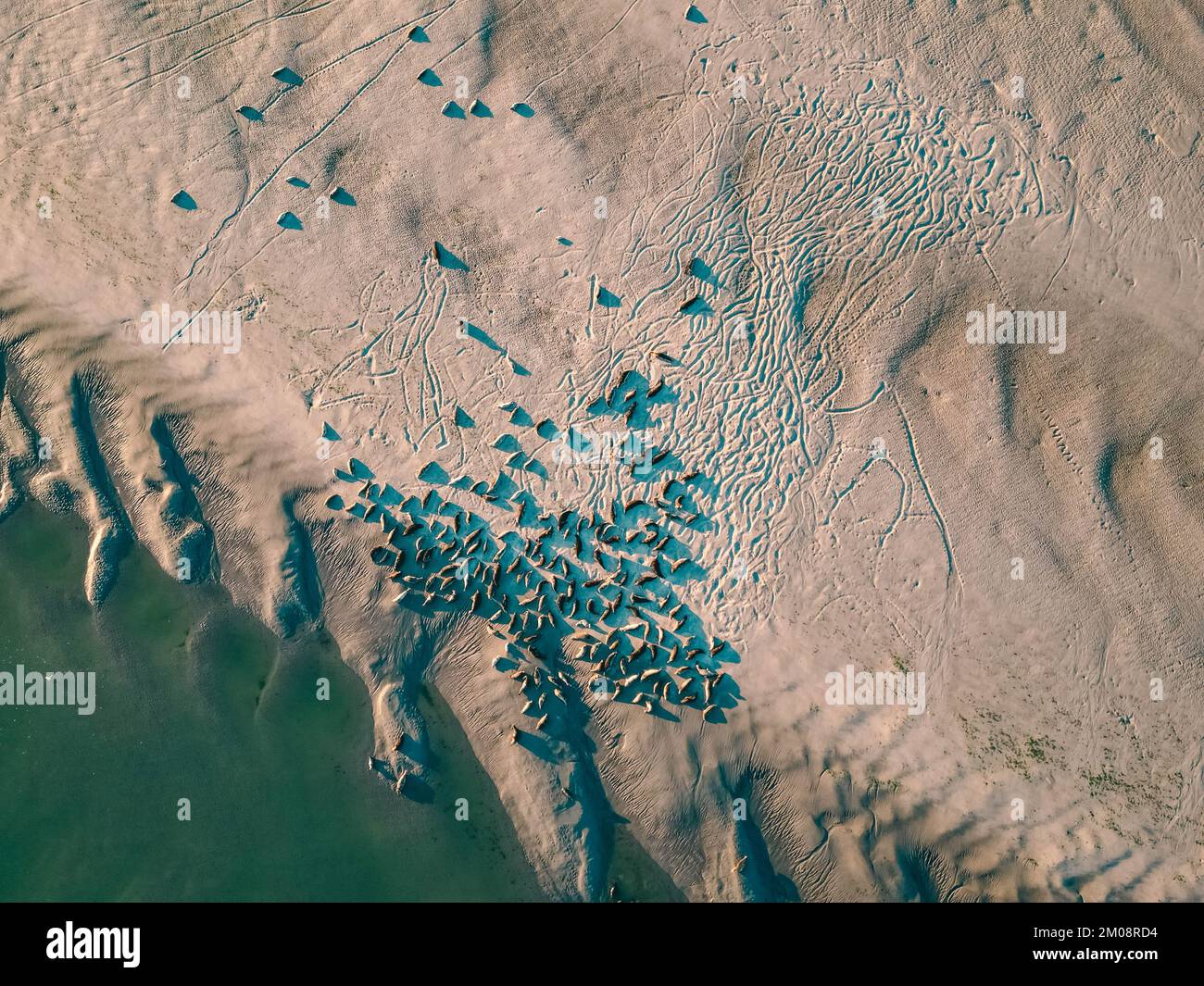 An aerial drone view of Baie de Somme large estuary in France at golden ...