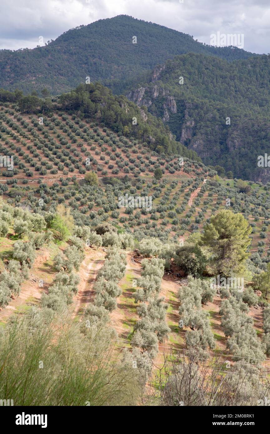 Olive Trees near Hornos at Cazola, Segura and Las Villas National Park ...