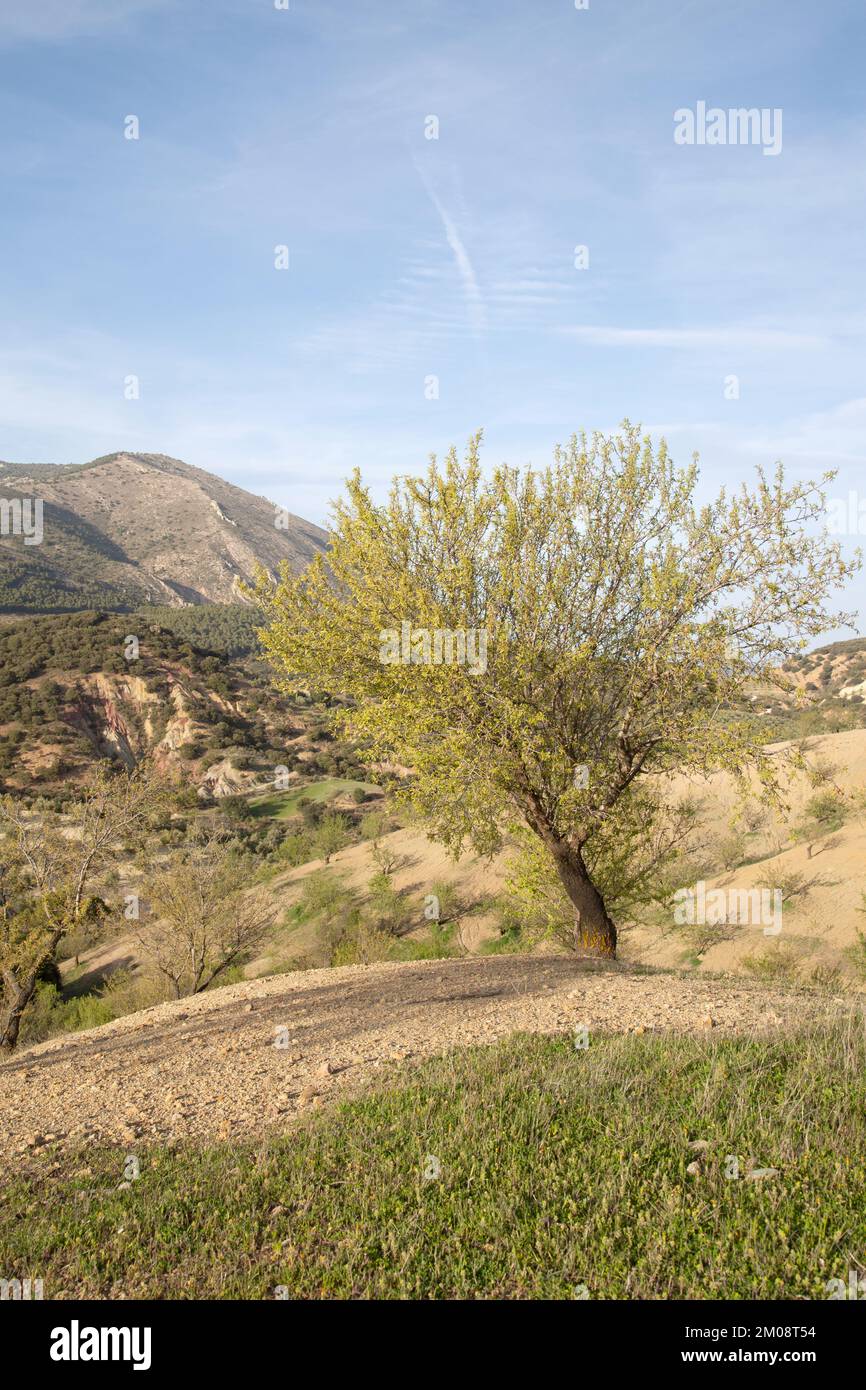 Tree in Sierra Magina National Park, Jaen, Spain Stock Photo - Alamy