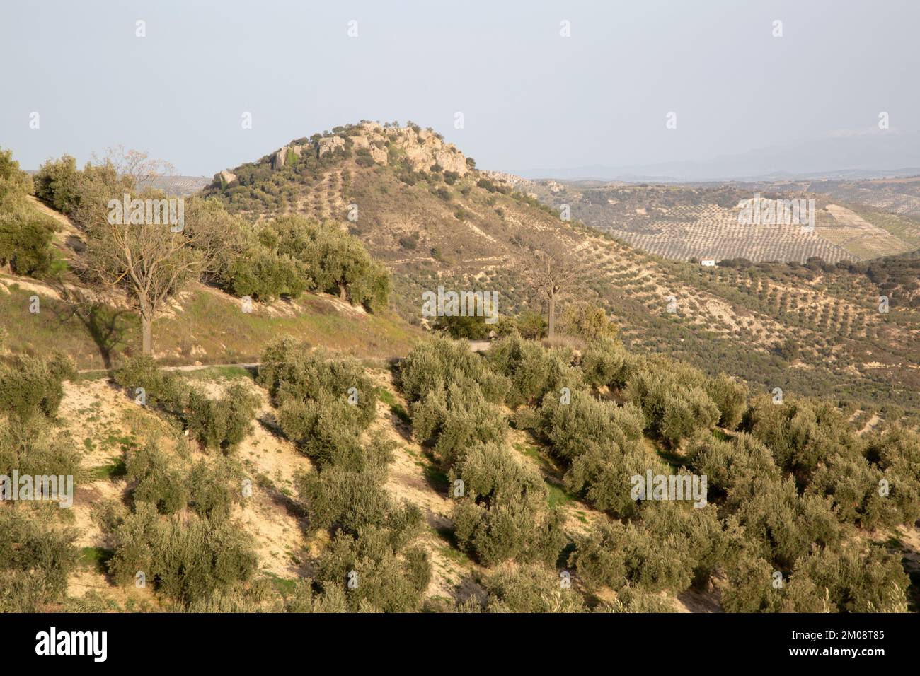 Olive Trees in Sierra Magina National Park, Jaen, Spain Stock Photo - Alamy