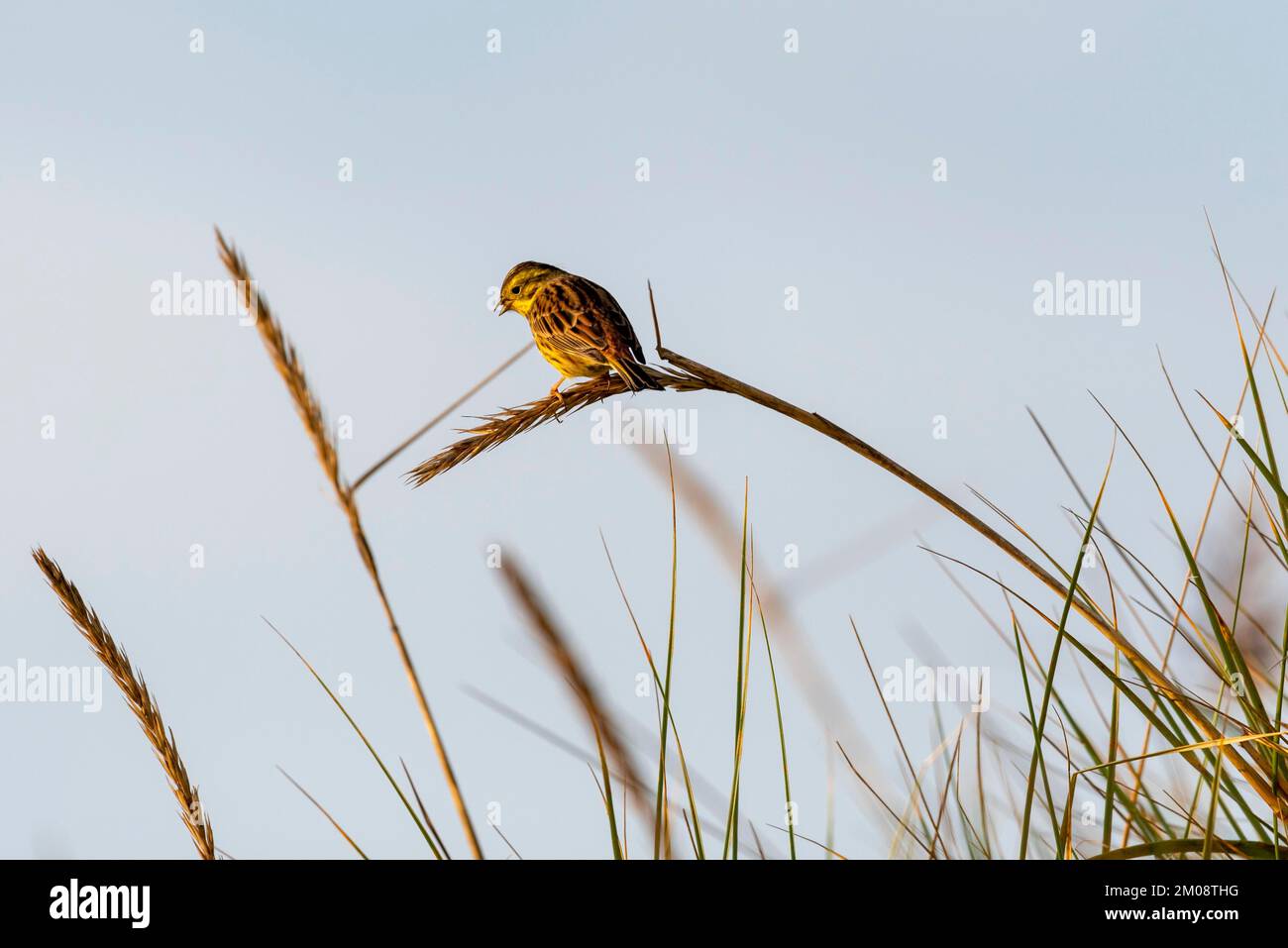 Songbird in the morning light, Rømø Island, Syddanmark, Denmark, Europe ...