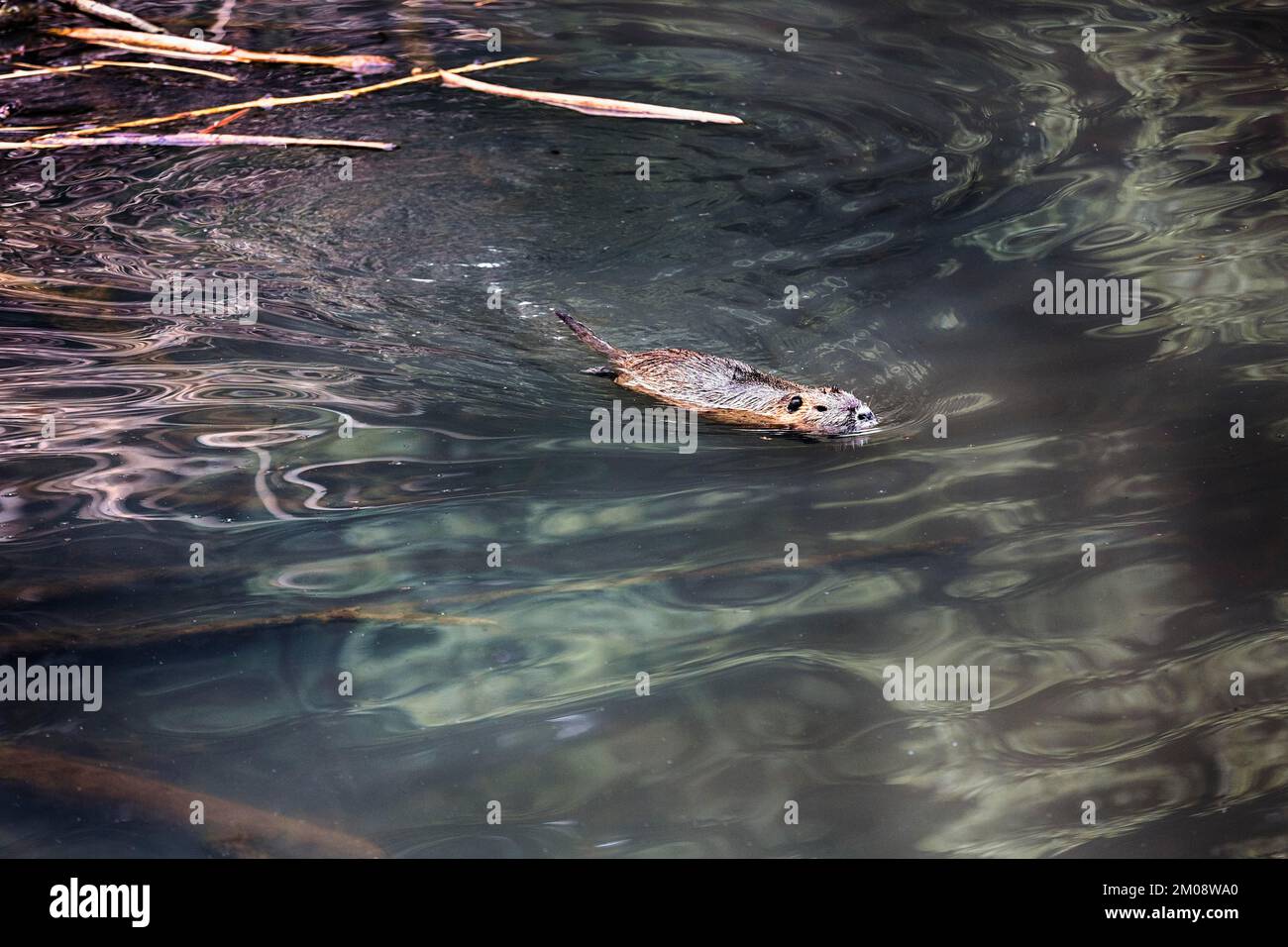 European beaver (Castor fiber) swimming in pond, captive, Olderdissen ...