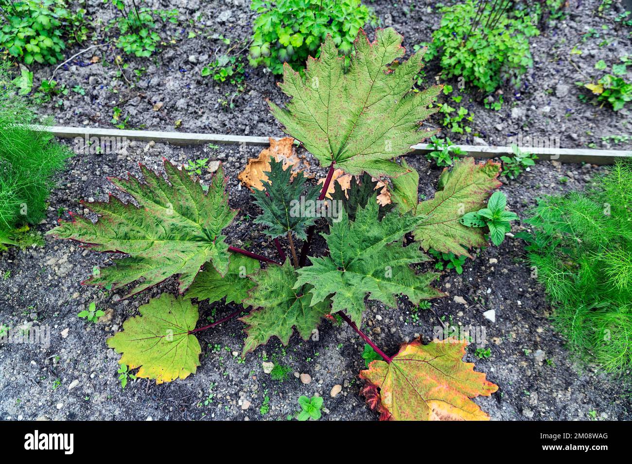 Medicinal rhubarb, Rheum officinale (Polygonaceae), rhubarb root ...