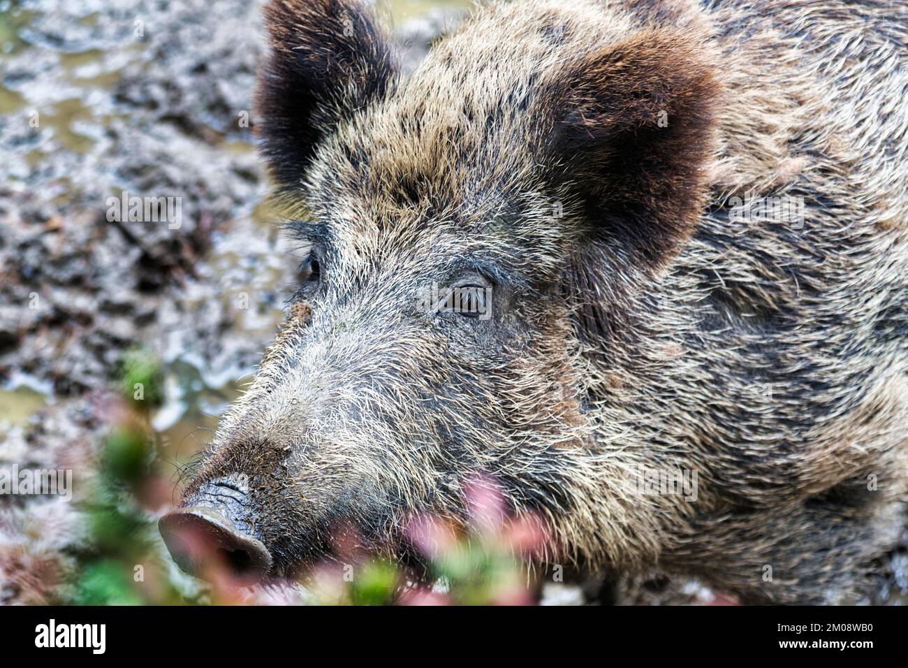 Wild boar (Sus scrofa) in the wallow, portrait, captive, Olderdissen ...