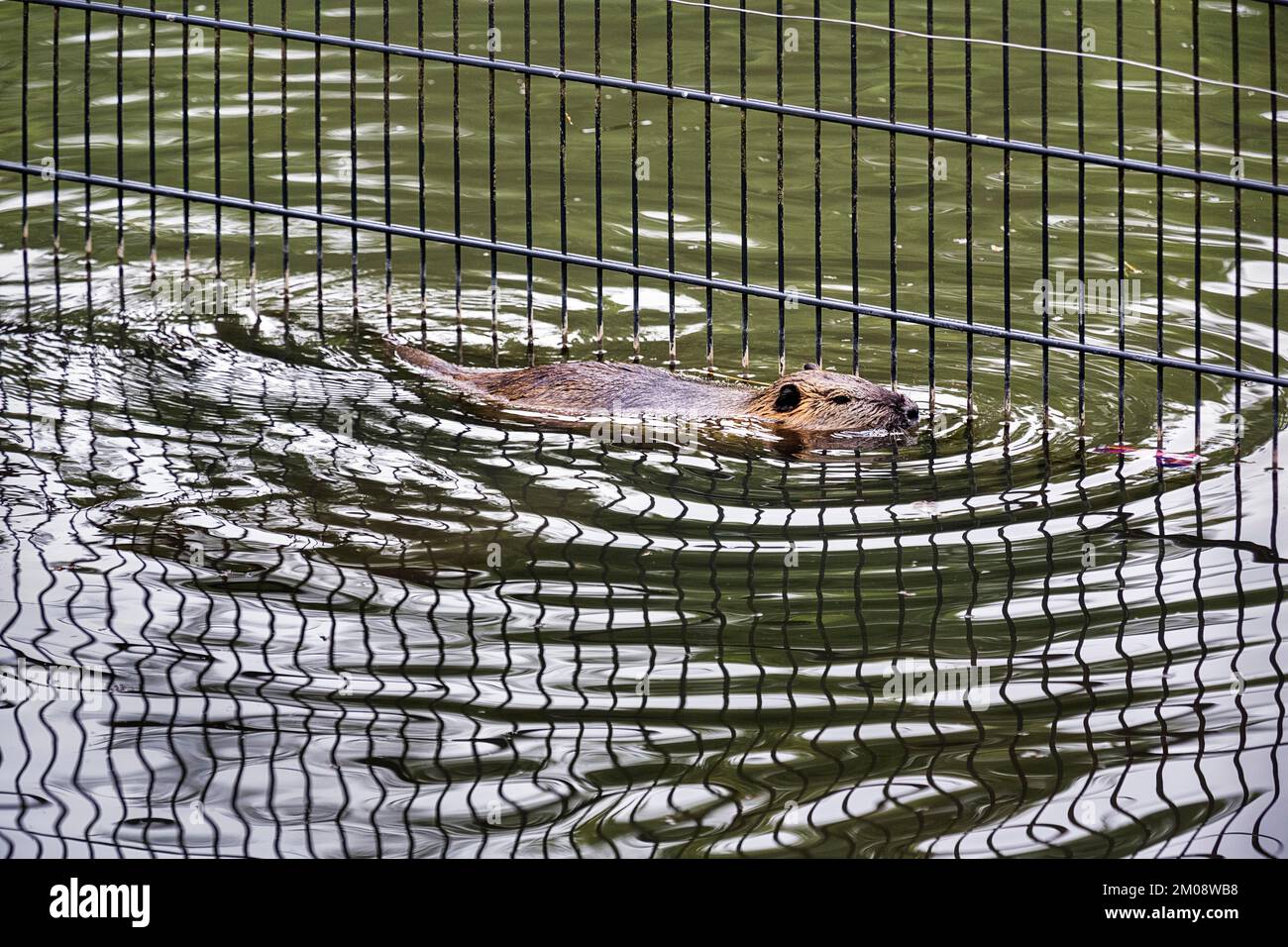 European beaver (Castor fiber) swimming in pond, grid reflected ...