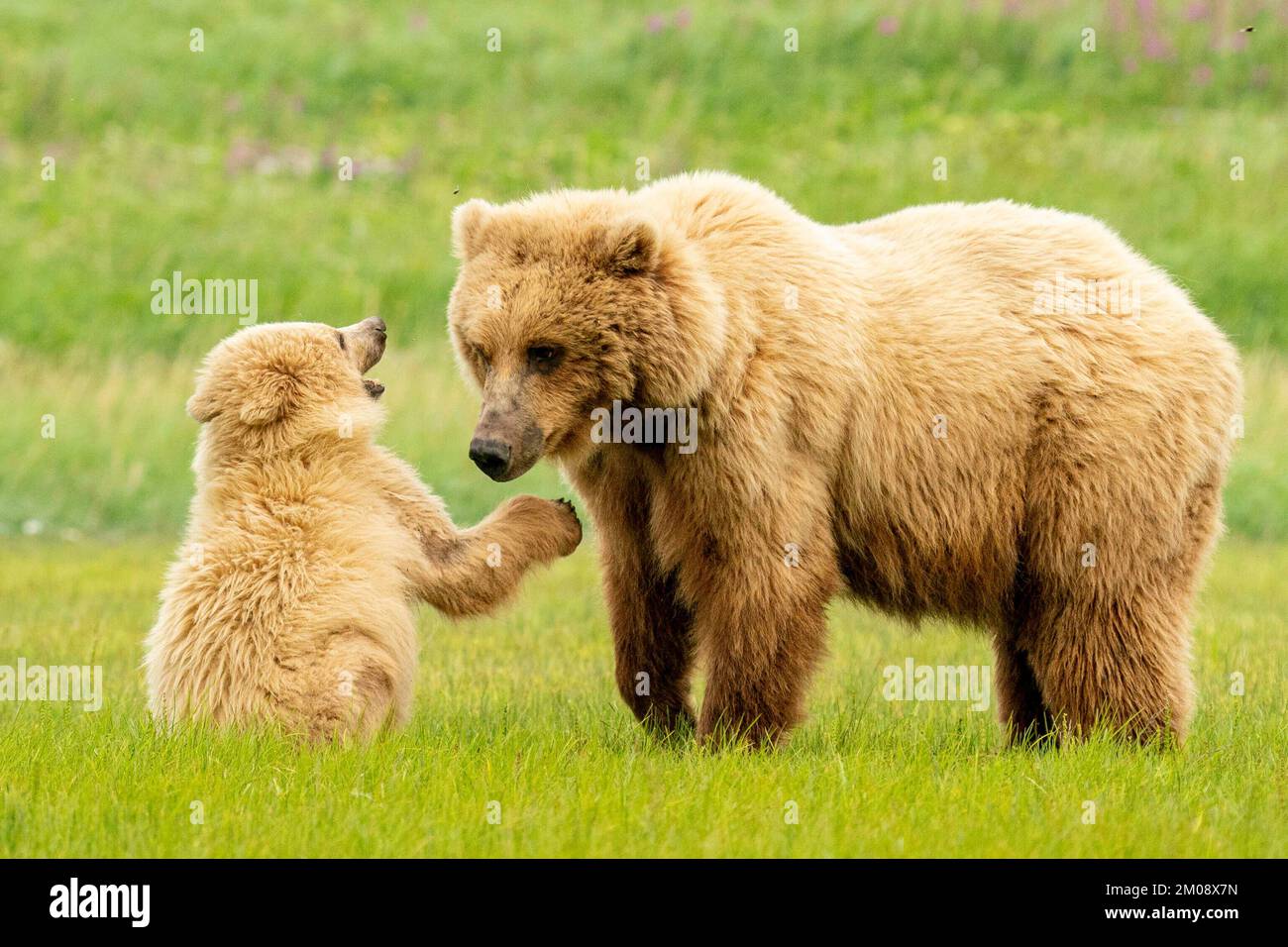 Baby tries to play.Alaska: THESE CUTE images show two of the fluffiest ...
