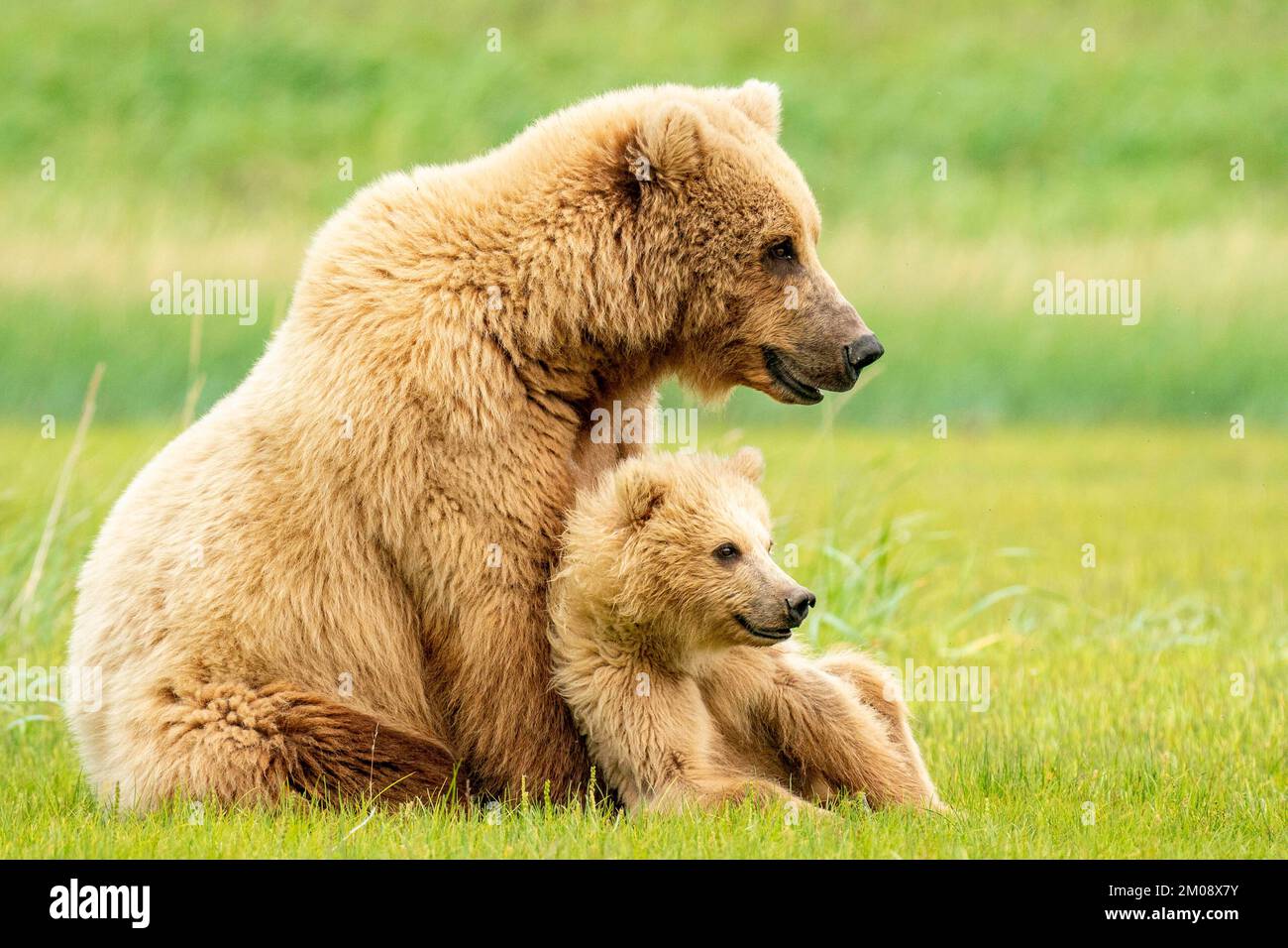 All tired out. Alaska: THESE CUTE images show two of the fluffiest cubs rolling around with ...