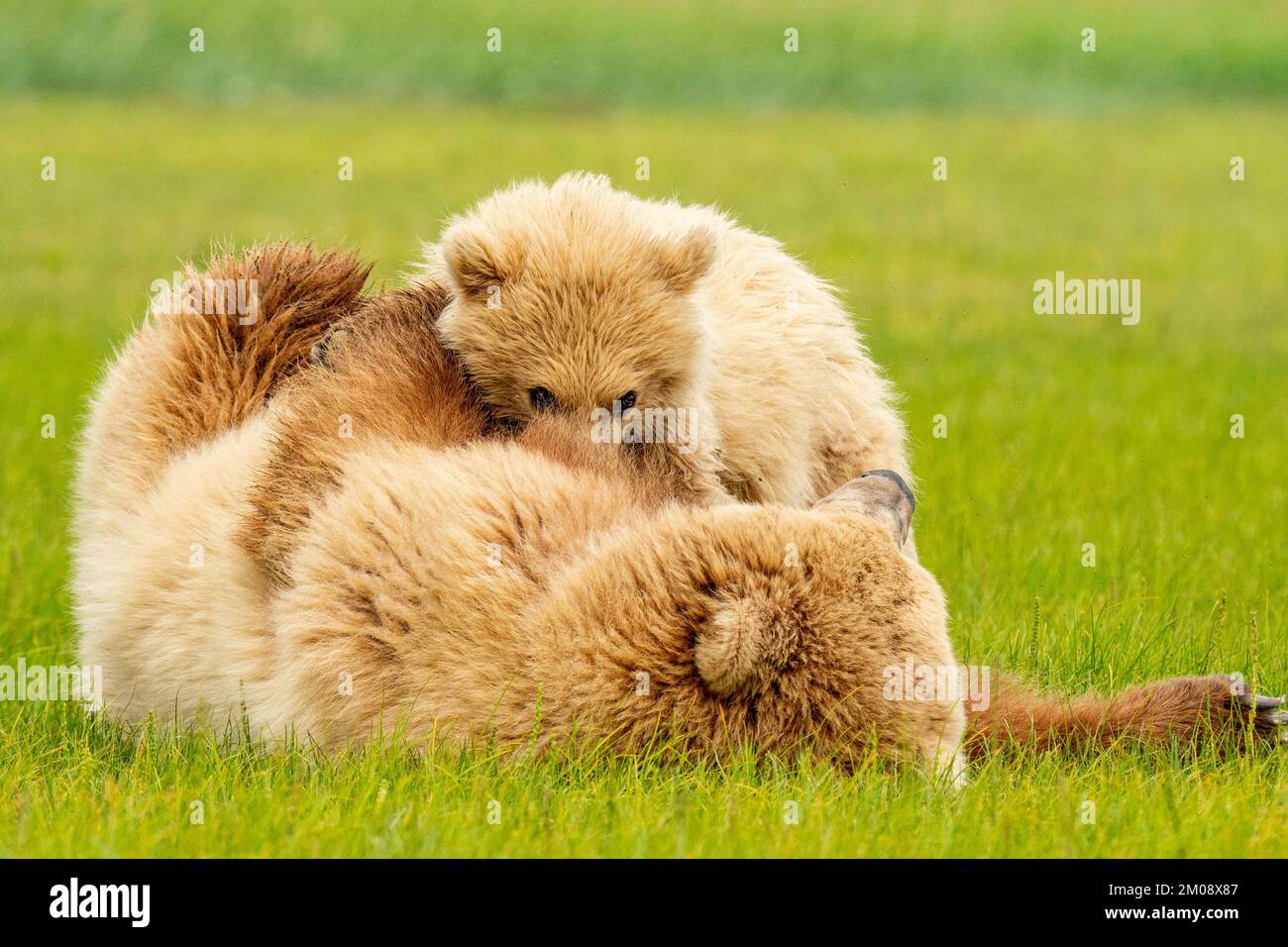 Surprise attack.Alaska: THESE CUTE images show two of the fluffiest ...
