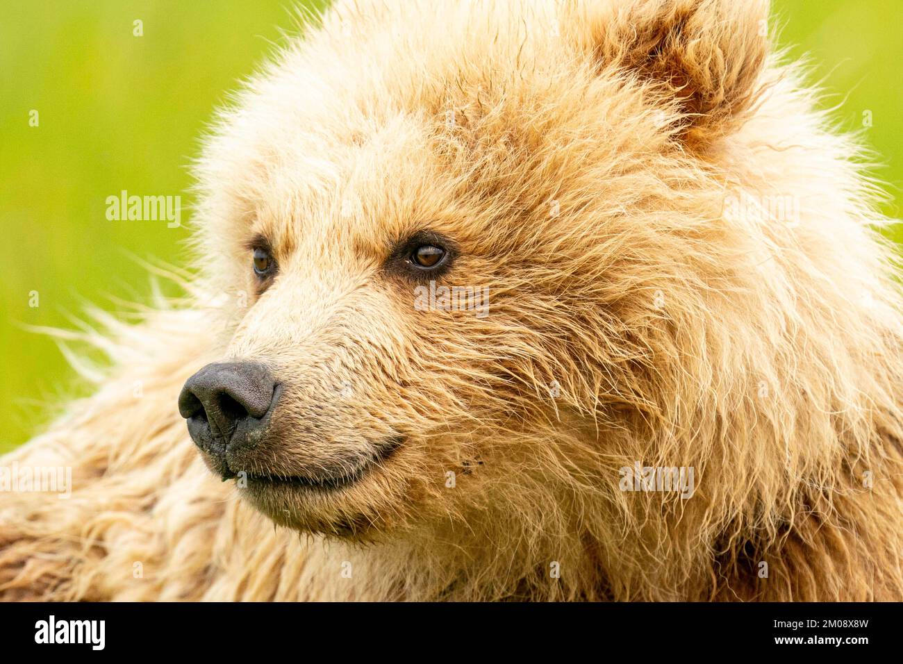 A Fluffy Cub Alaska These Cute Images Show Two Of The Fluffiest Cubs Rolling Around With Their