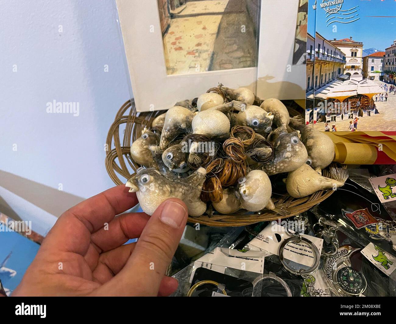 Environmental degradation, inflated puffer fish, dried, souvenir, Kotor ...