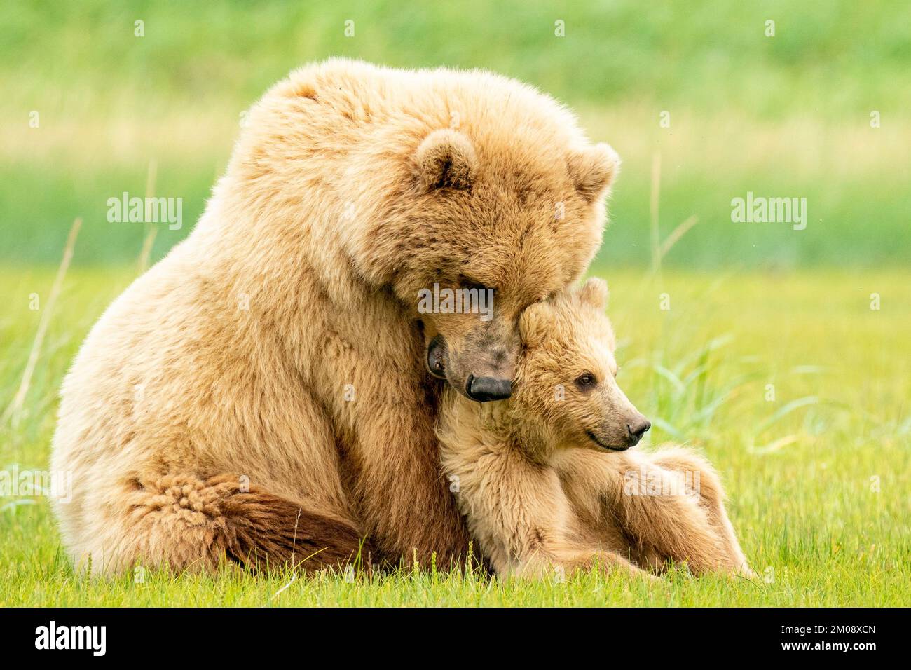 Cuddle time. Alaska: THESE CUTE images show two of the fluffiest cubs ...