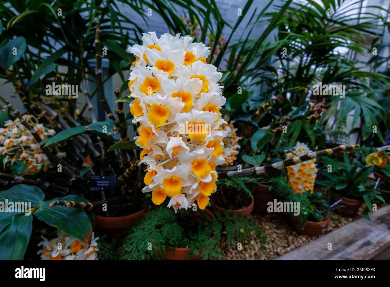 Dendrobium thyrsiflorum orchid (pinecone-like raceme dendrobium ...
