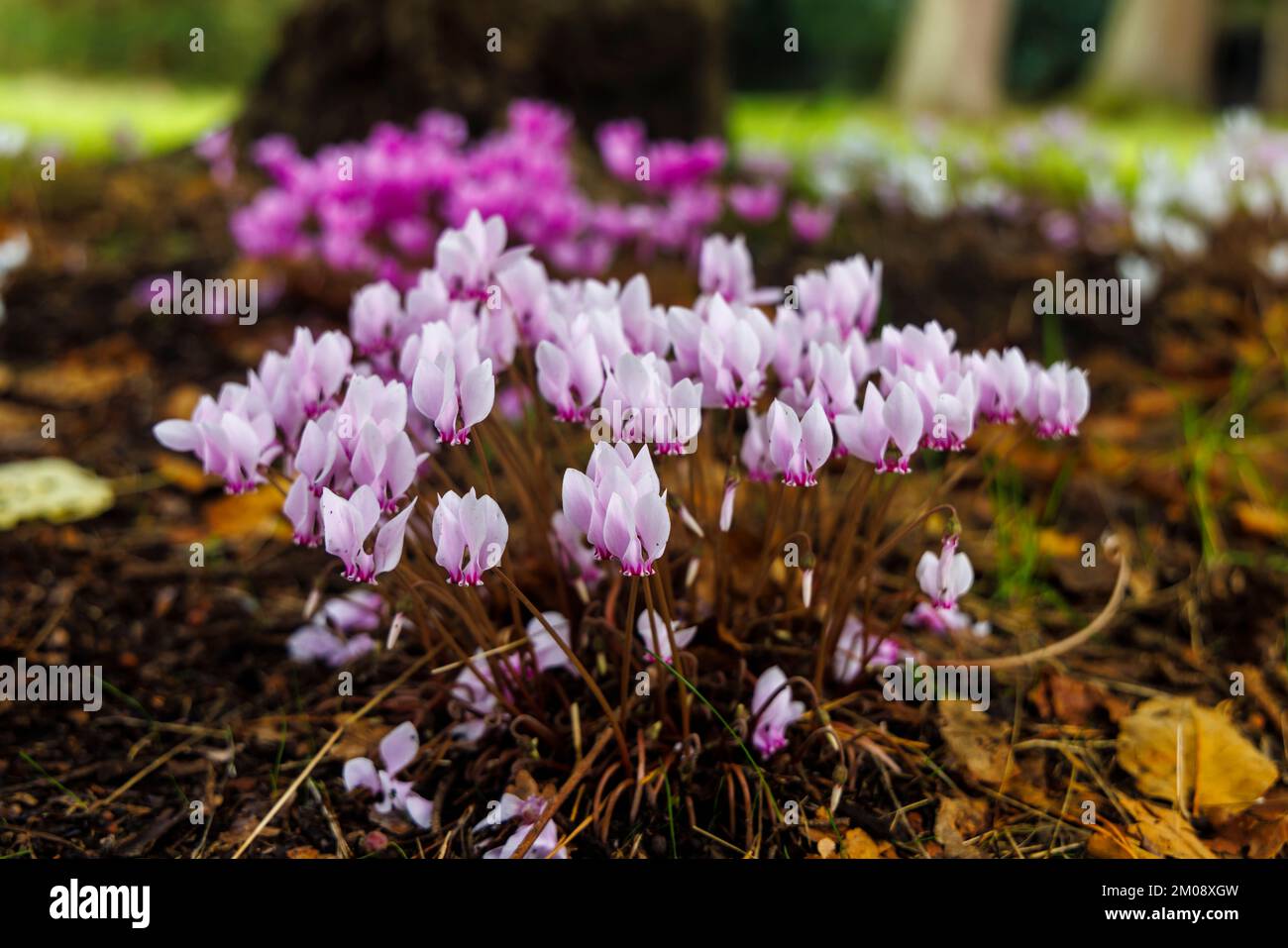 Small pale pink to purple cyclamen hederefolium (ivy-leaved cyclamen ...