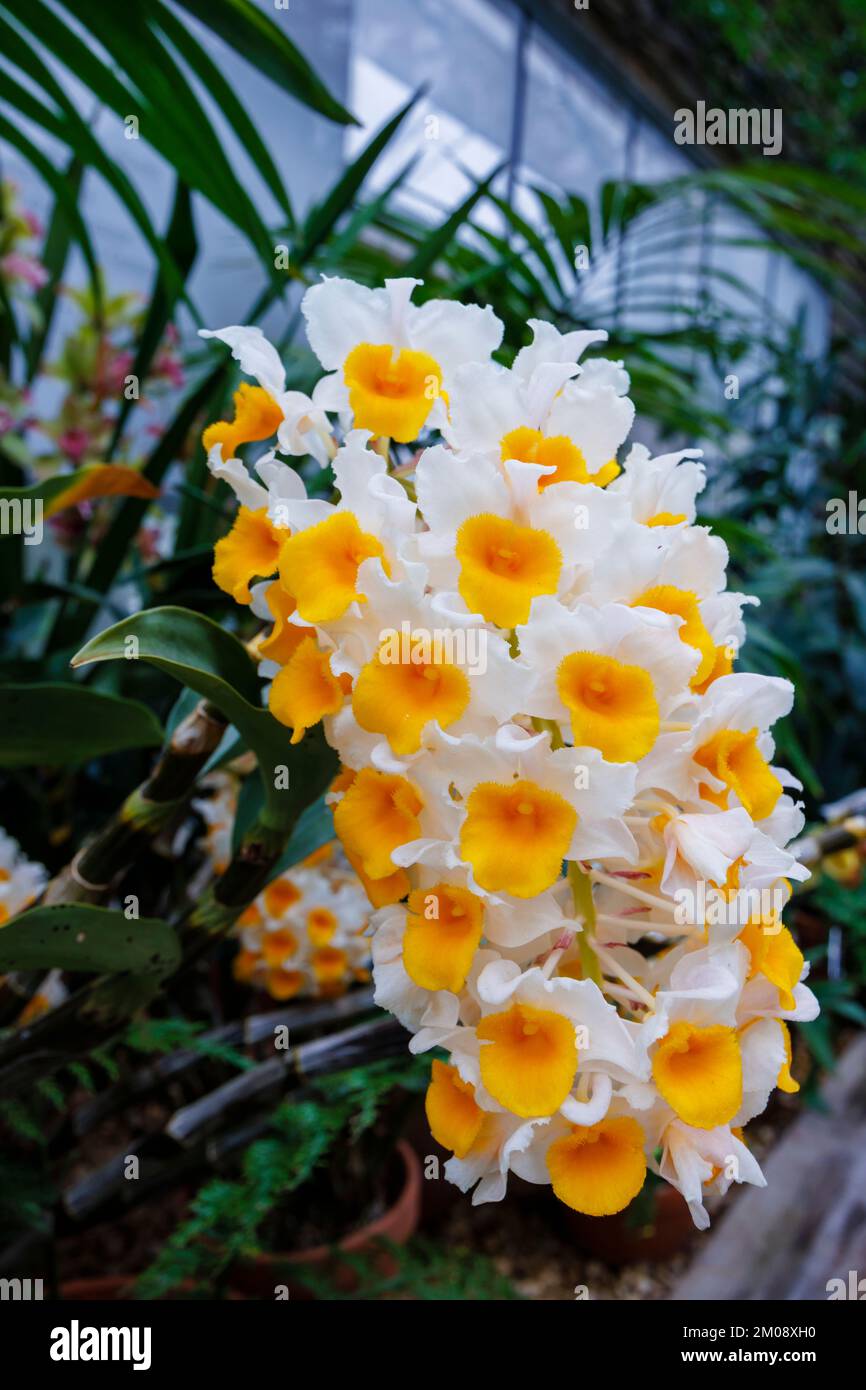 Dendrobium thyrsiflorum orchid (pinecone-like raceme dendrobium ...
