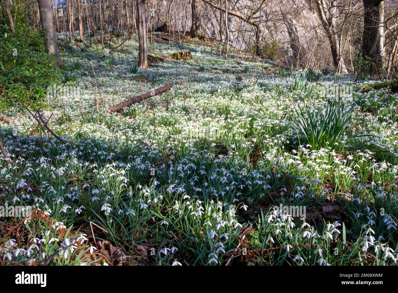 A carpet of snowdrops in the woodland around Balcarres Estate near ...